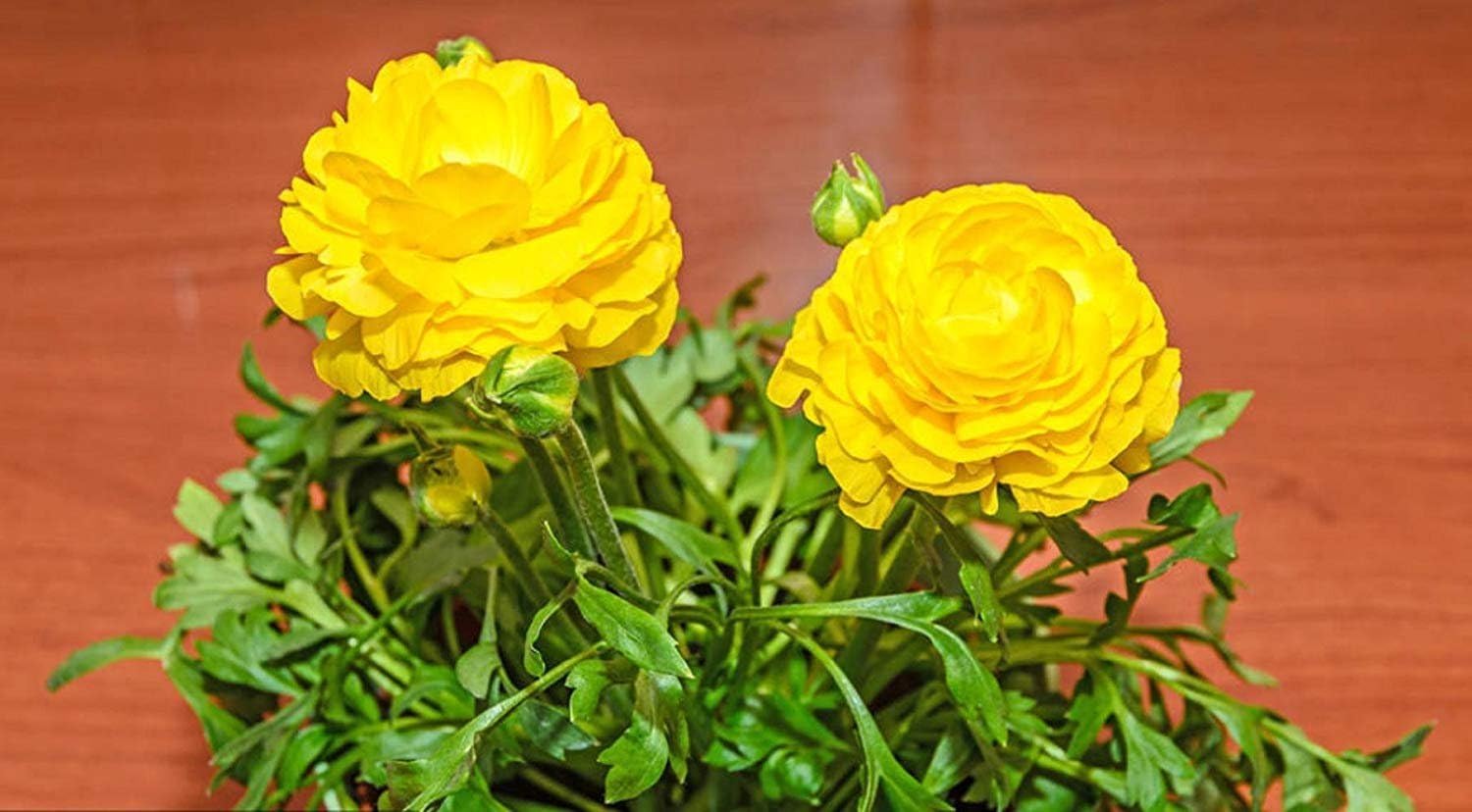 Amazon.com : (50) Real Yellow Ranunculus Bulbs, Lovely Potted Plants ...