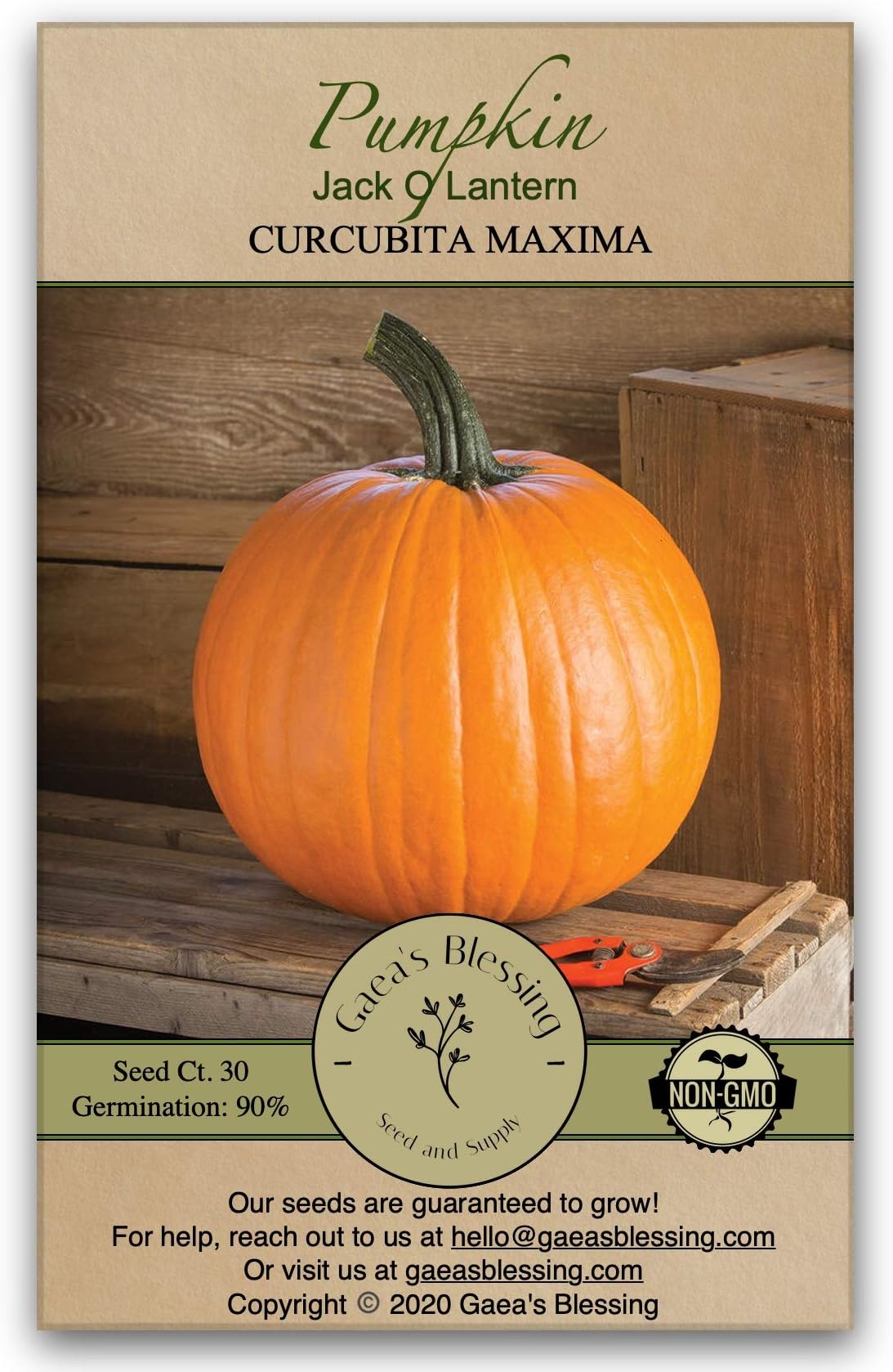 Amazon.com : Connecticut Field Pumpkin Seeds | Non-GMO | Heirloom ...