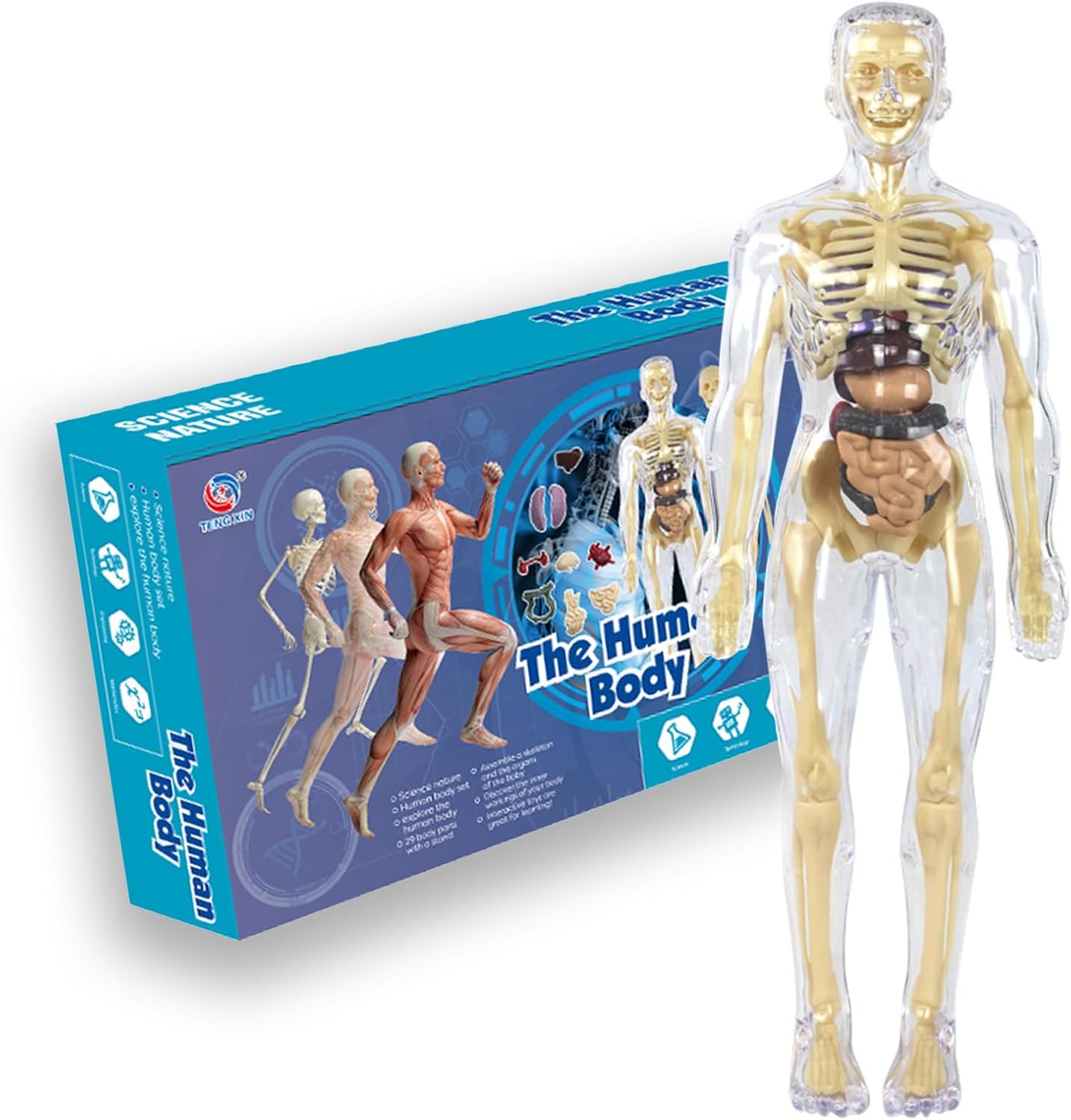 Amazon.com: SAMIQU 3D Human Body Model for Kid Anatomy Model Skeleton ...