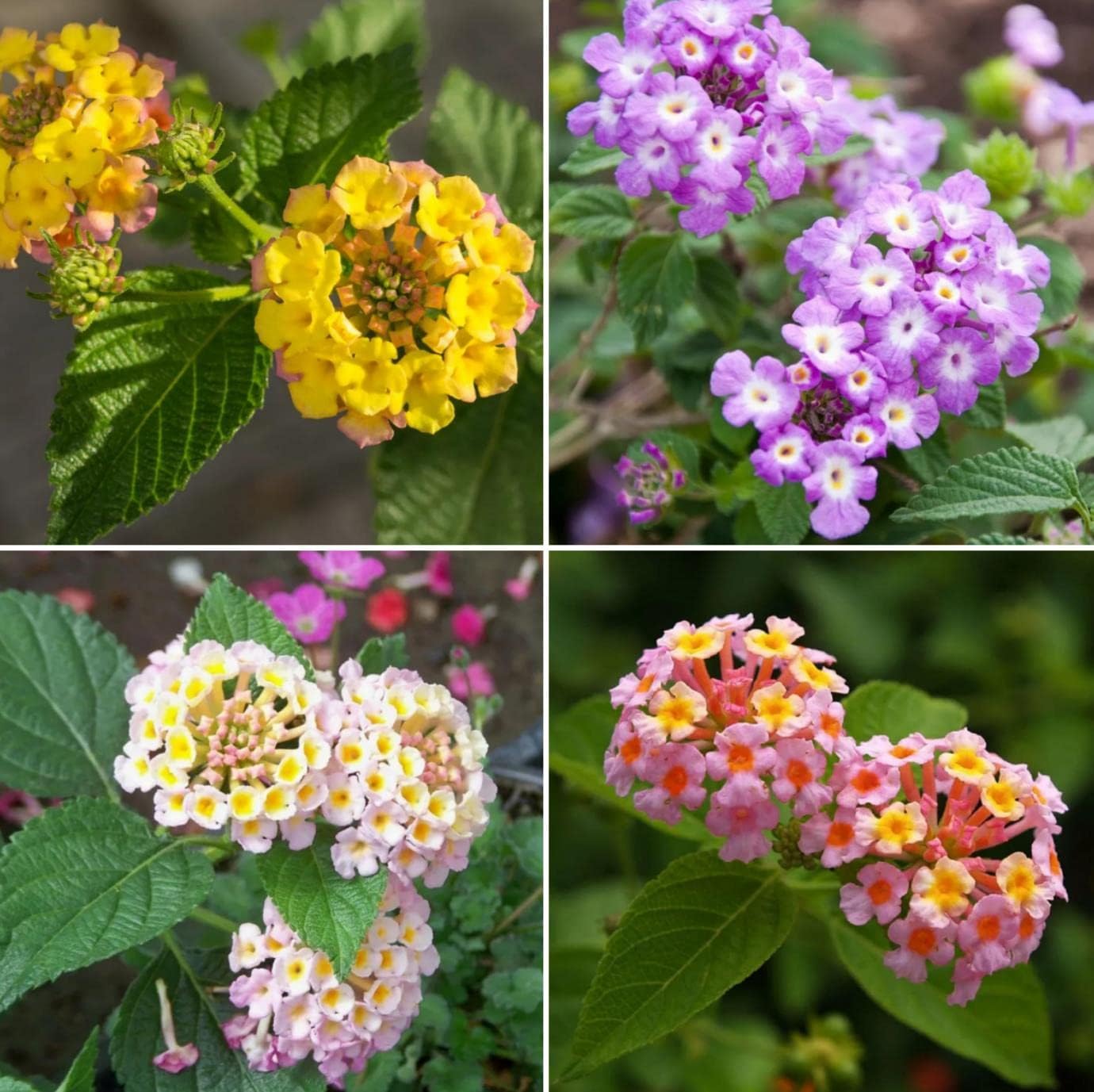 Amazon.com : 100+ Lantana Flower Seeds for Planting Mixed Colors ...
