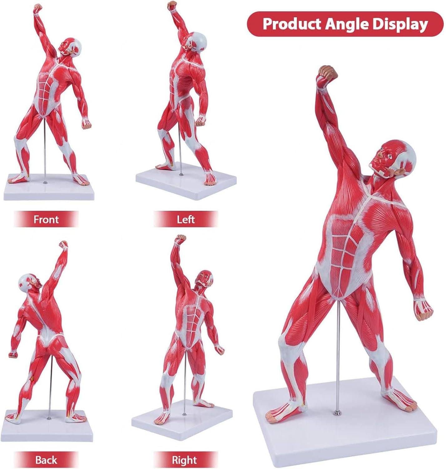 50cm Human Anatomy Muscle Model, 20” Miniature Liberia | Ubuy