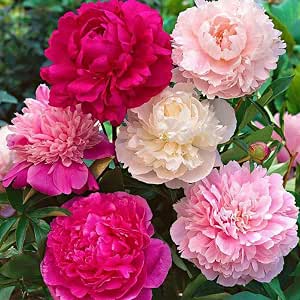 The Queen of Flowers—Double Petaled Piani, Lightenous Peonies Flower ...