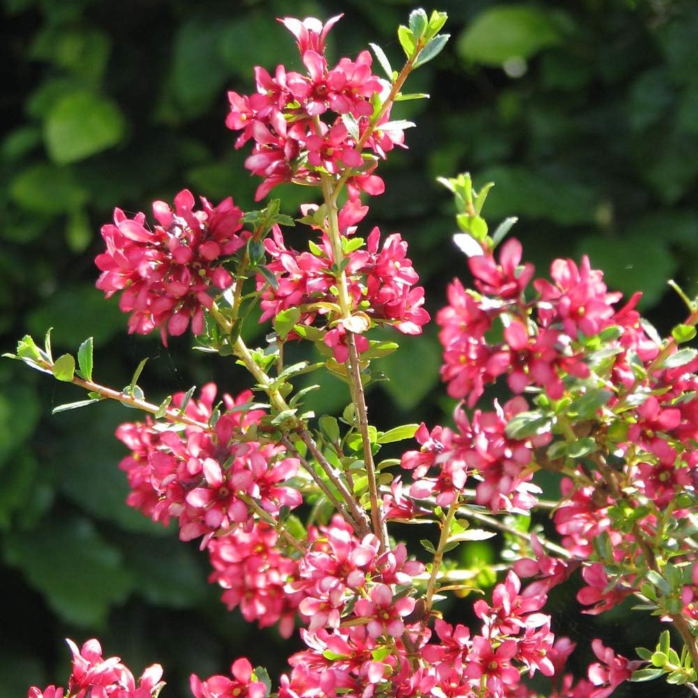 Escallonia rubra macrantha Red Evergreen Hardy Hedge Garden Shrub | 9cm ...