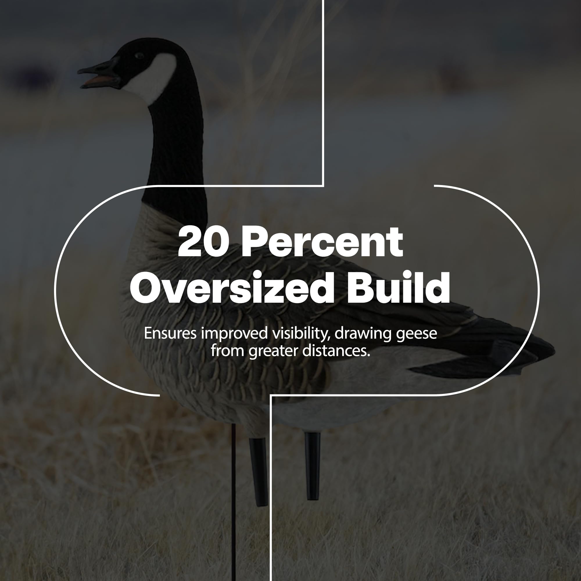 Snapklik.com : Avian X AXP Honkers Fusion Pack Lesser Canada Goose Decoys