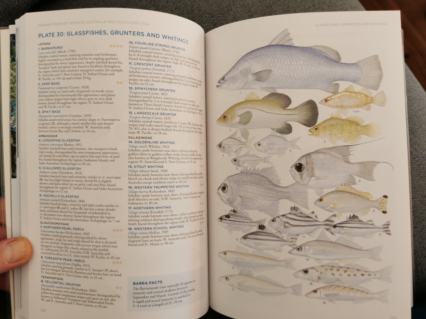 Field Guide to Marine Fishes of Tropical Australia and South-East Asia ...