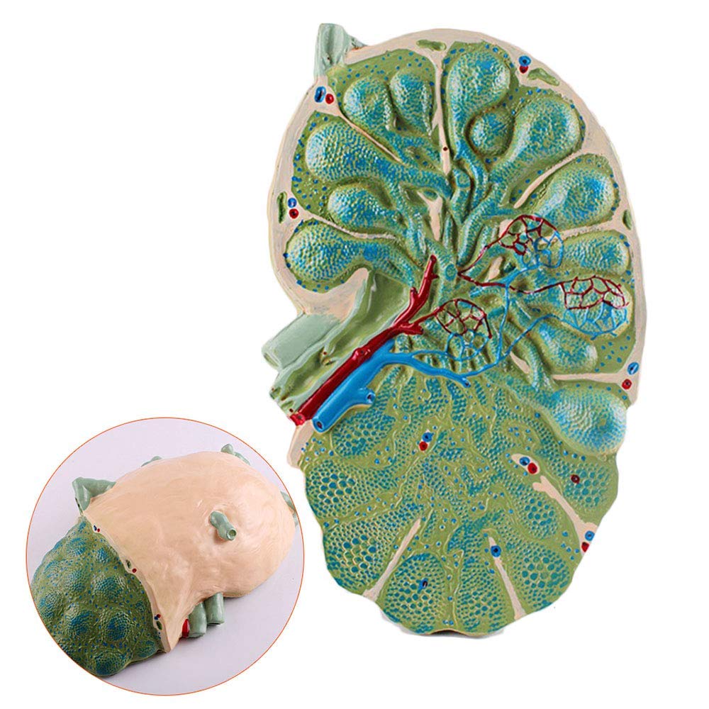 Modello Anatomico Del Linfonodo