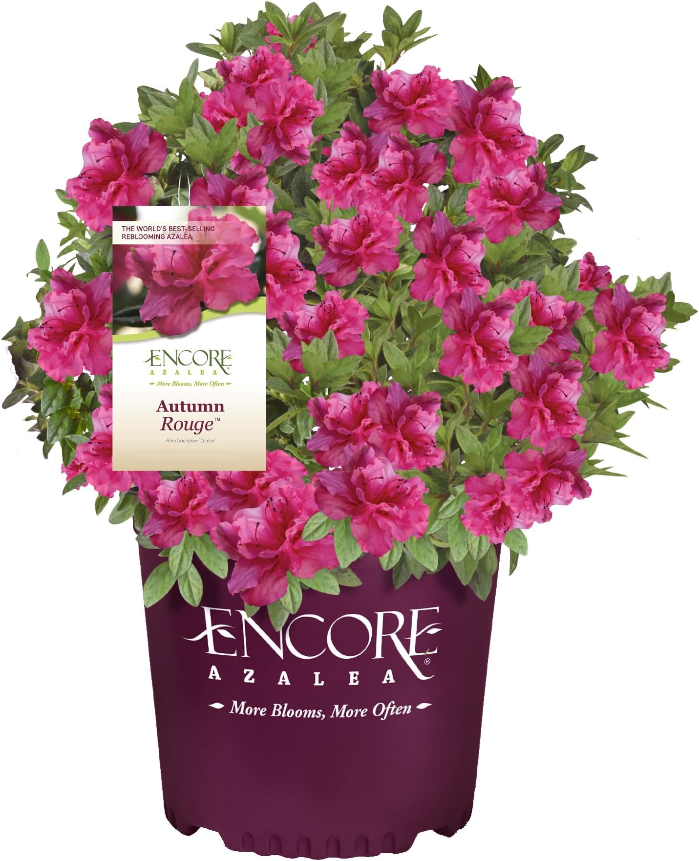 Amazon.com : National Plant Network Azalea 'Gumpo 1 Piece Live Plant ...