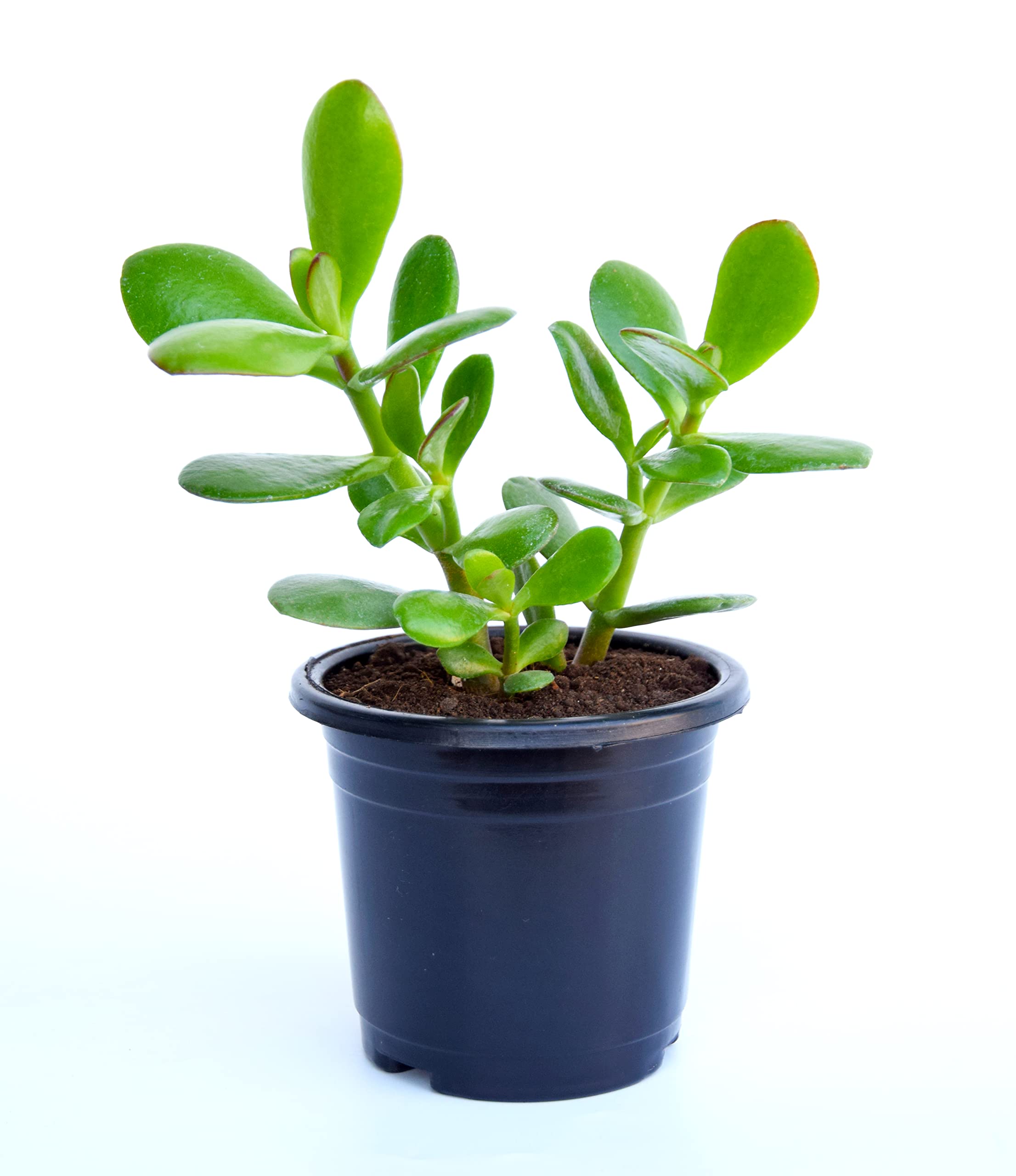 Buy VH Veryhom Original Kuberakshi Vastu , Crassula Ovata Jade , Lucky ...