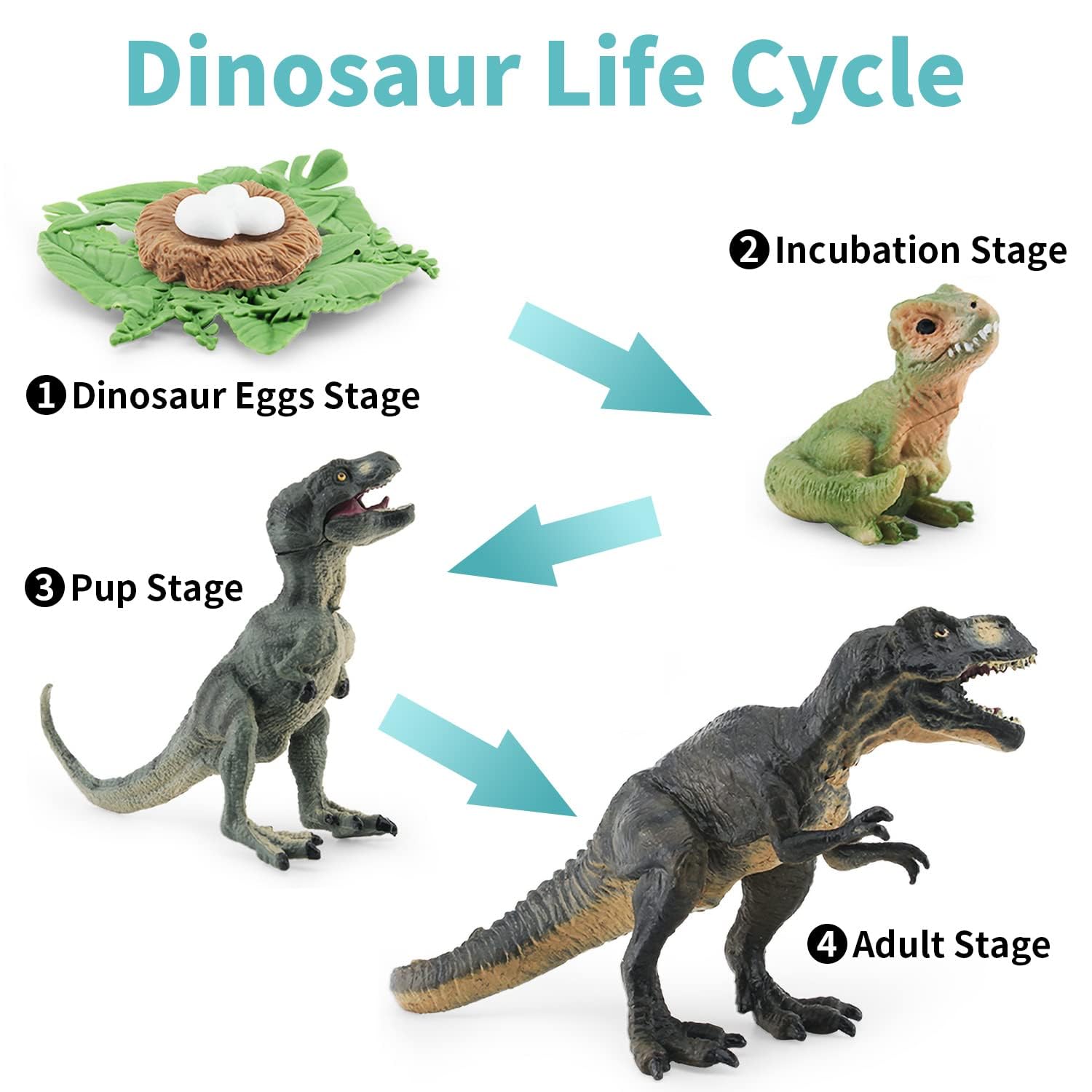 Life Cycle Dinosaur