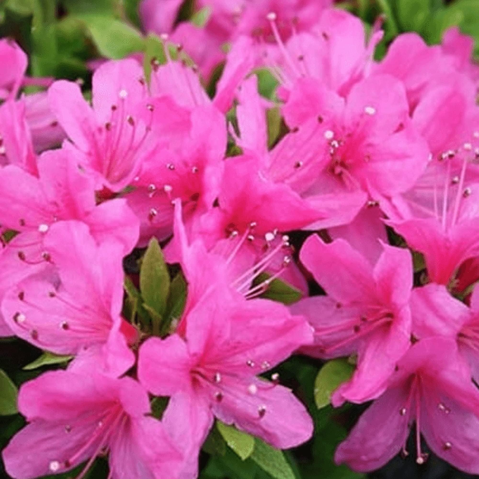 Azalea Geisha Pink Plant | Spring Flowering Outdoor Garden Shrub Potted ...