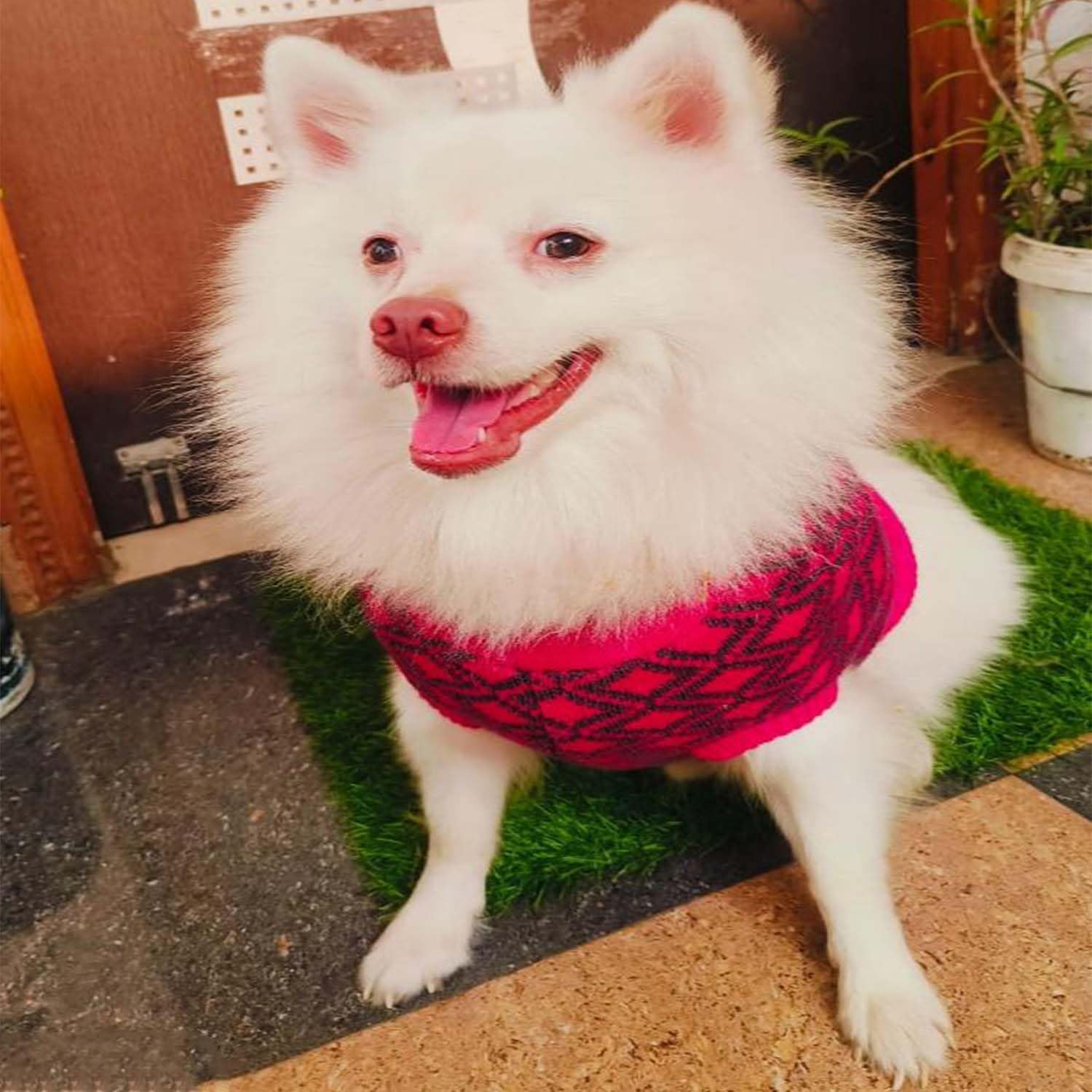 Lulala Dog Sweater for Small Size Dog Girls Boys, Turtleneck Pullover ...