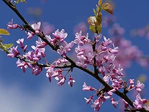 Amazon.com : Eastern Redbud Redbud Cercis Canadensis Northern Zone 4 15 ...