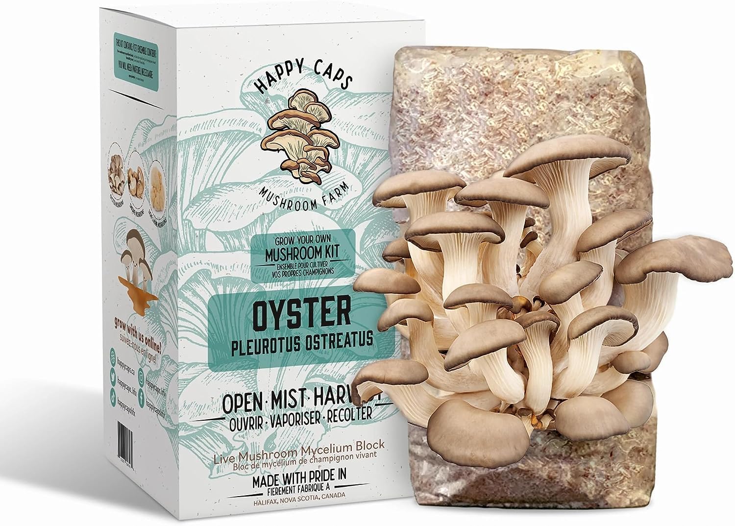 Amazon.com : Grow Your Own Organic Mushroom Kit - Oyster - Indoor ...