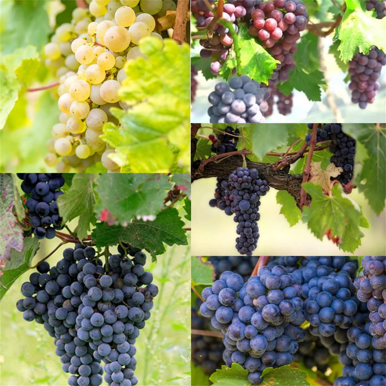 Georgia Grape Varieties Wines Of Georgia Buy Bedoba Saperavi Georgian