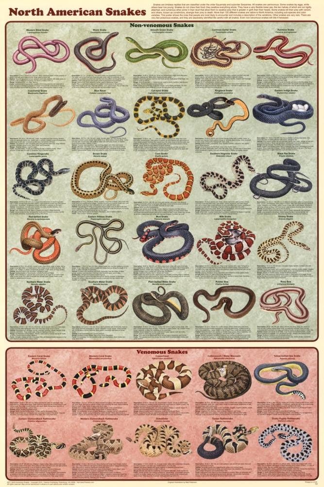 Amazon.com: North American Snakes Educational Chart Poster 24 x 36 ...