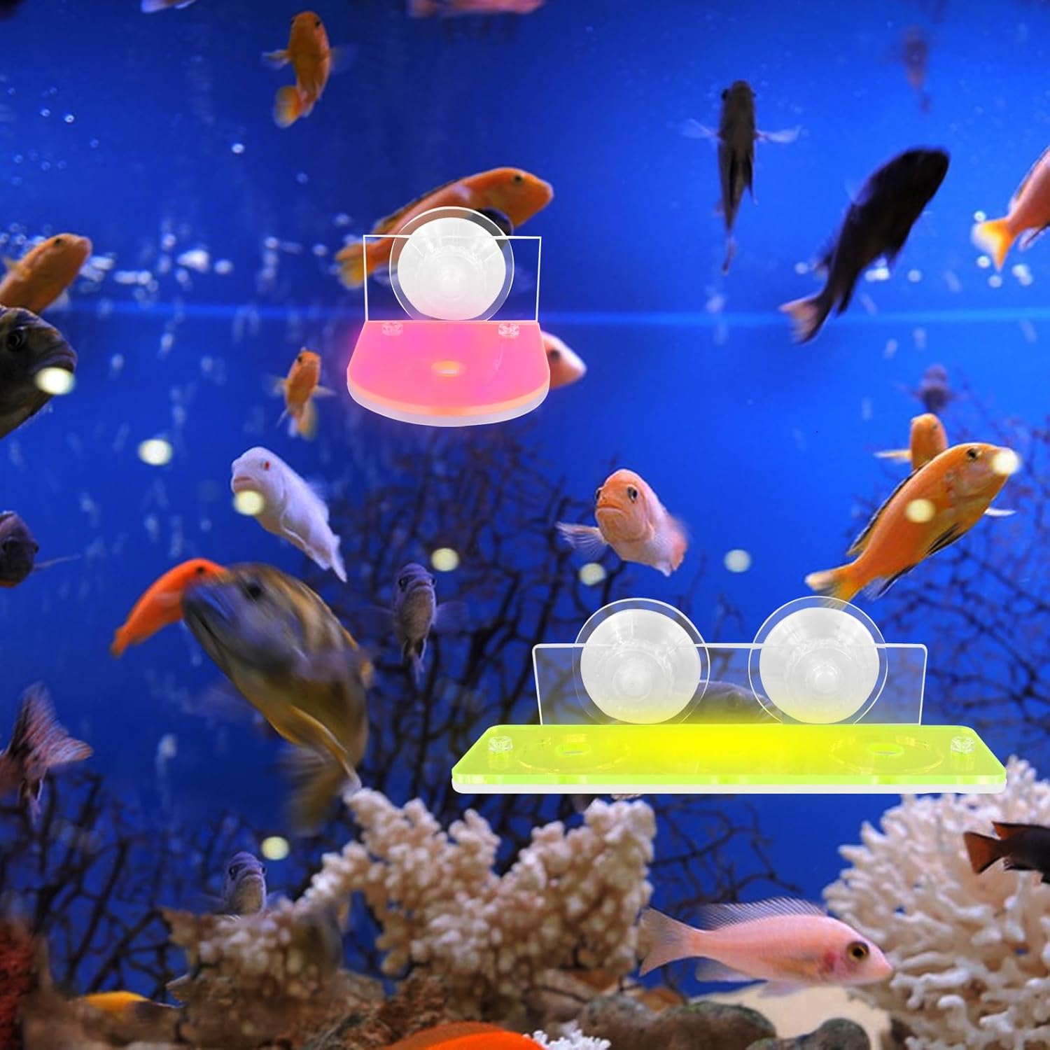 Amazon.com: JINGHANGER 2 PCS Coral Frag Holder Includes 1 Fluorescent ...