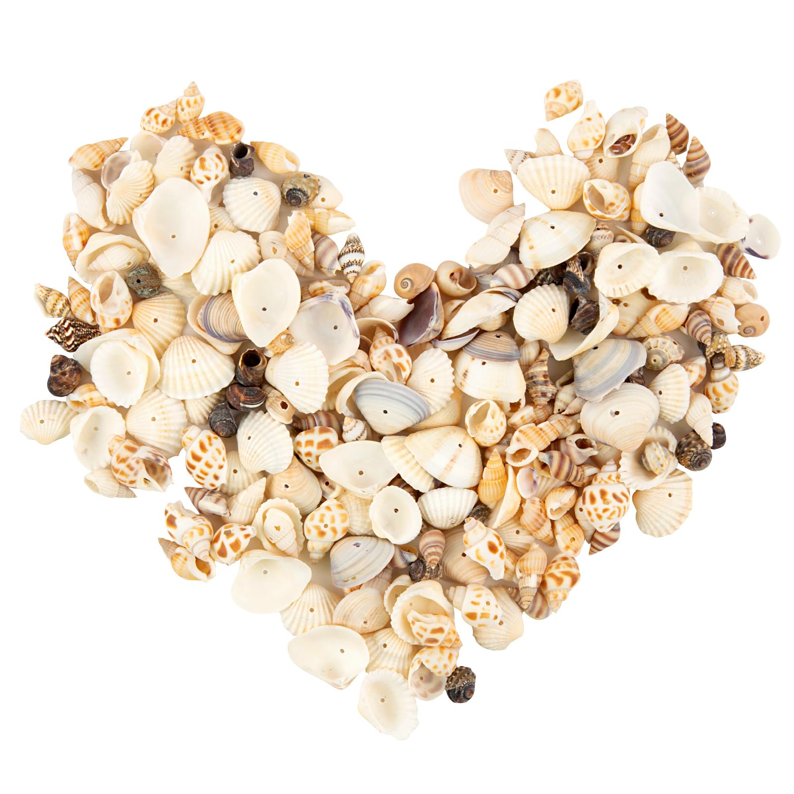 Small Sea Shells for Crafting, 8 Small Conch Shells with Holes, Mini ...