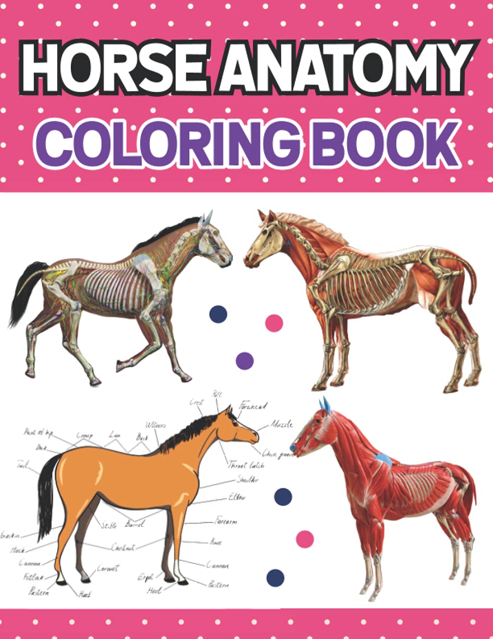 Horse Anatomy Coloring Book Horse Anatomy Students Self Test Coloring ...