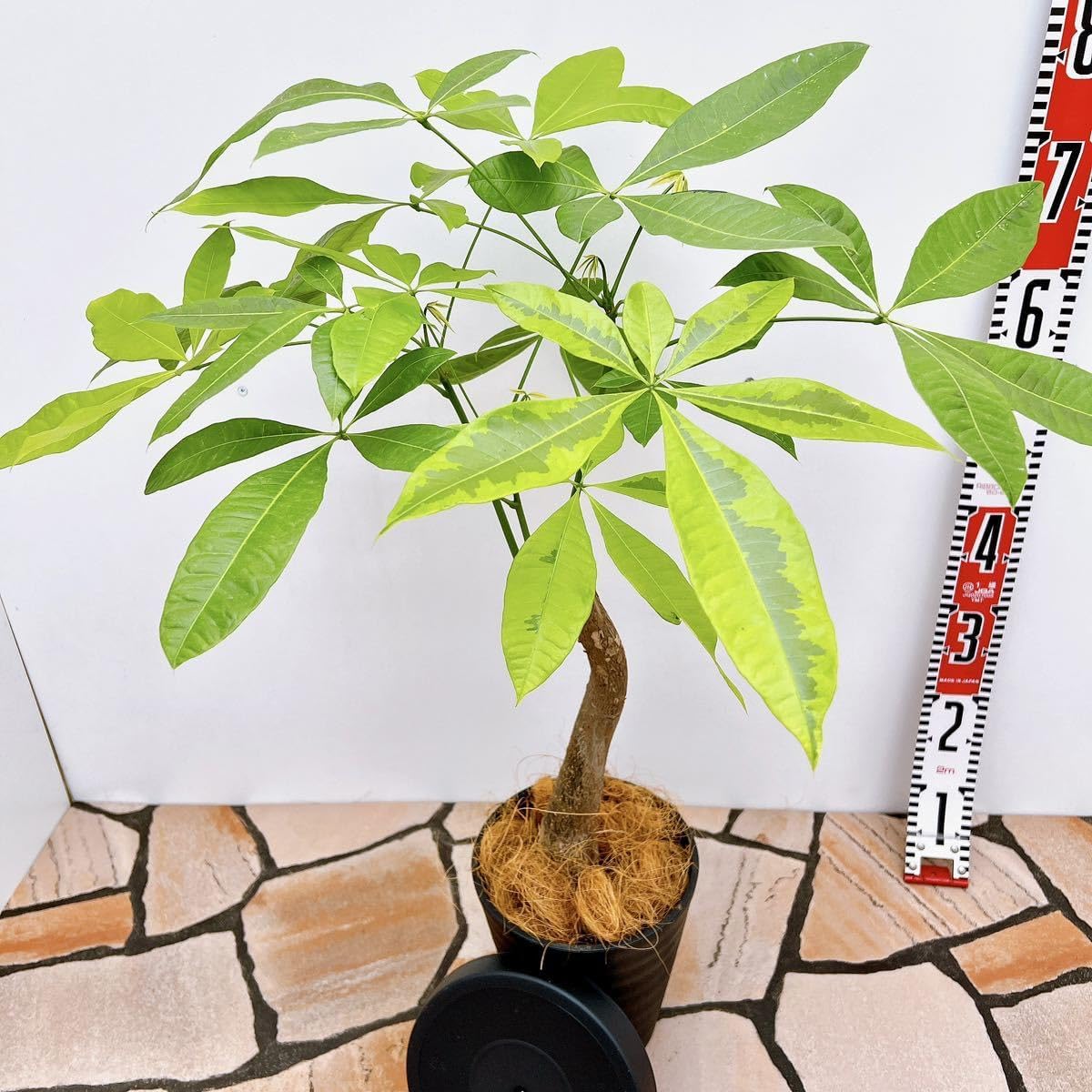 Amazon.com: Pakira Moonlight Grafted 12 Speckled Sera Art Pot with ...
