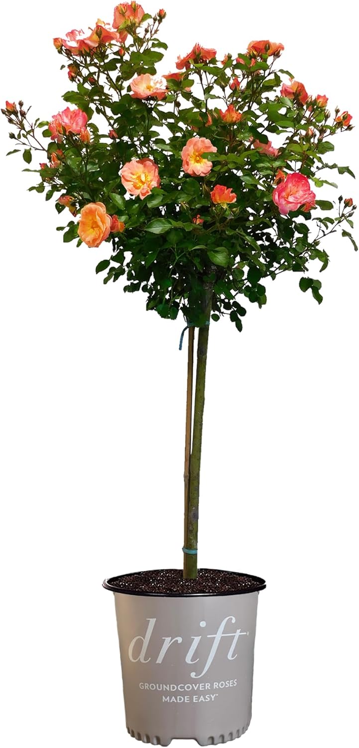 Amazon.com : 3 Gallon The Peach Drift Tree® Rose Plant with Vibrant ...