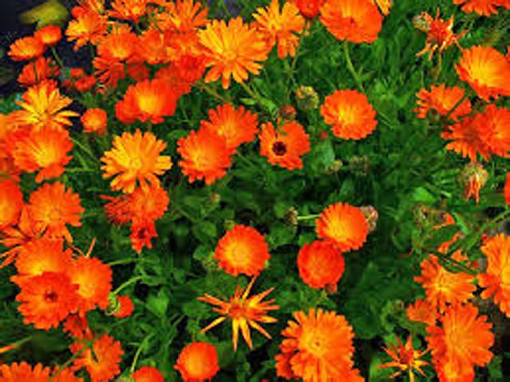 Amazon.com : Calendula Seeds, Pacific Beauty Mix, Pack of 2000 Seeds by ...