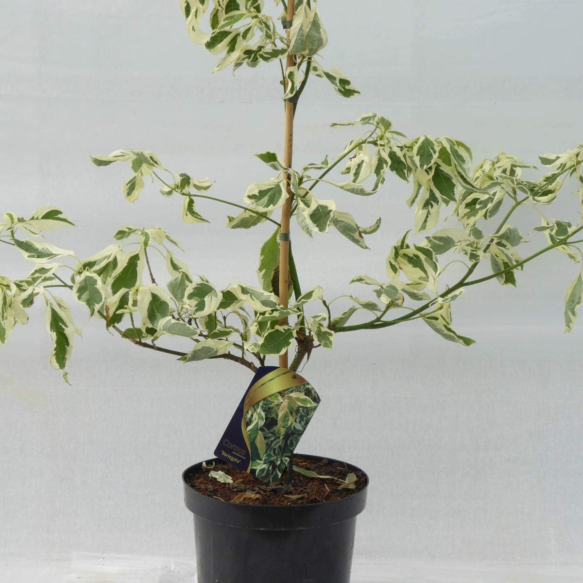 Cornus Controversa Variegata - The Wedding Cake Tree. Established ...