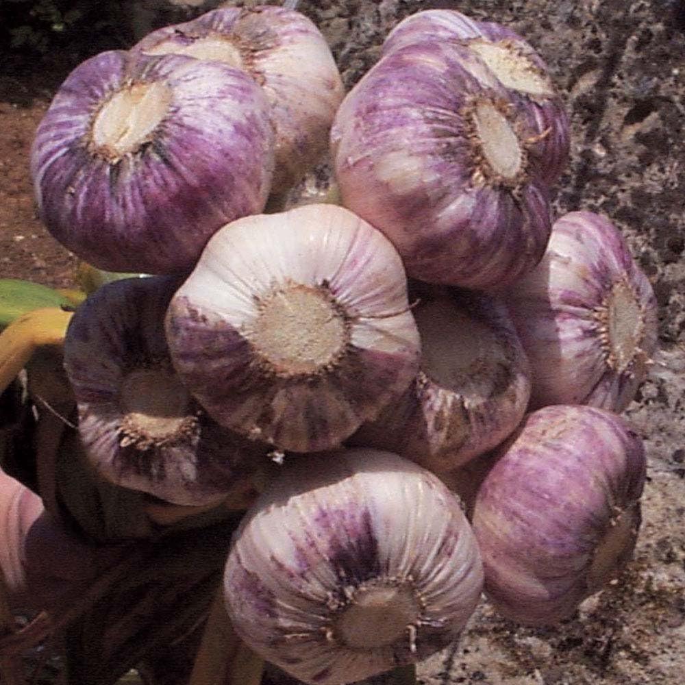 Live Seeds Early Purple Wight Garlic Fresh Cloves Seeds from Bulbs ...