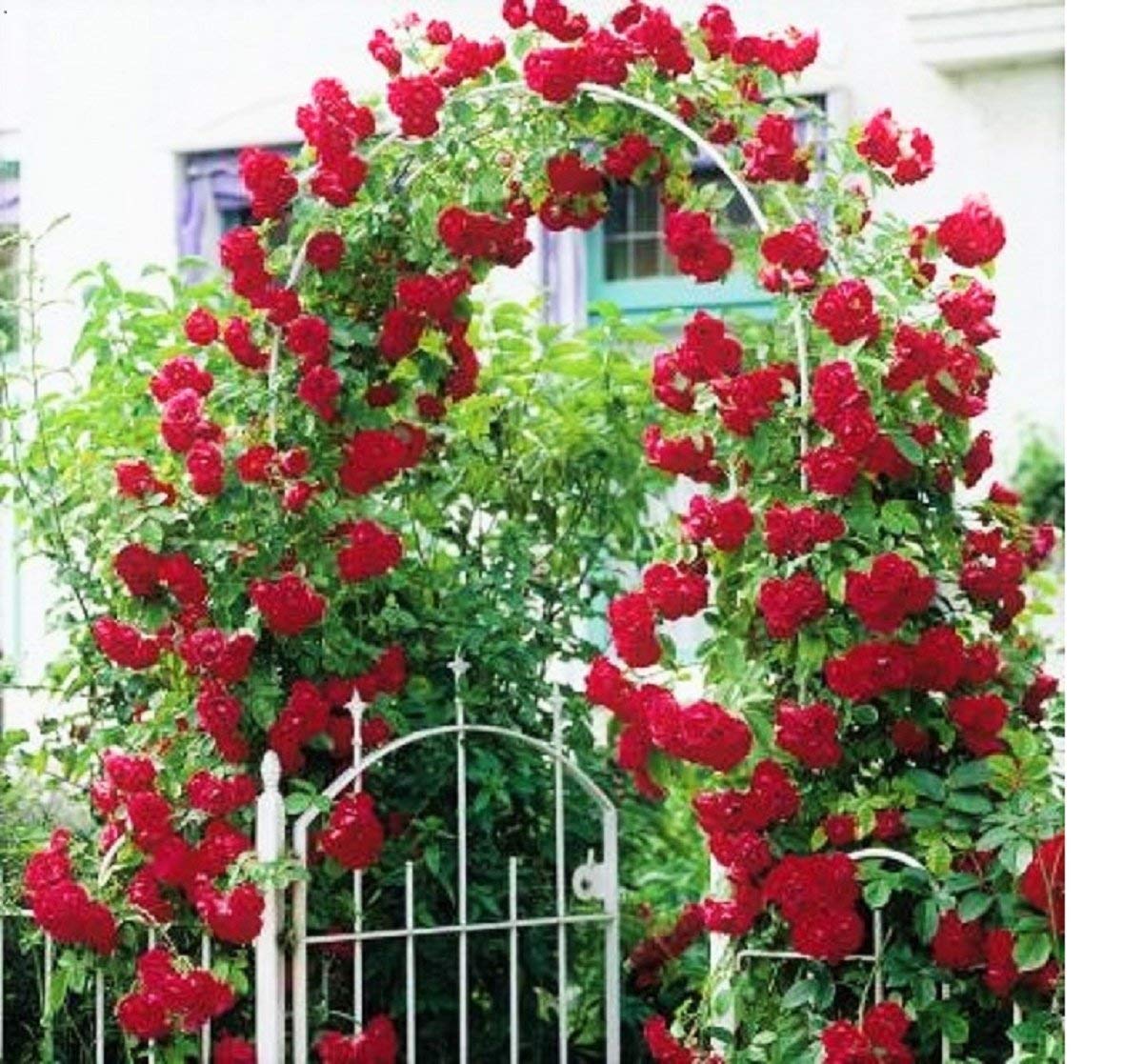 35+ SEEDS- Exotic Red Climbing Rose Flower Seeds Pack : Amazon.in ...