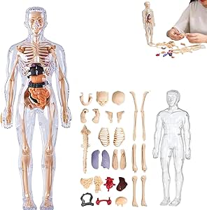 Clear Human Body Structure Model, 29 Piece 3D Anatomy Figure Kit ...