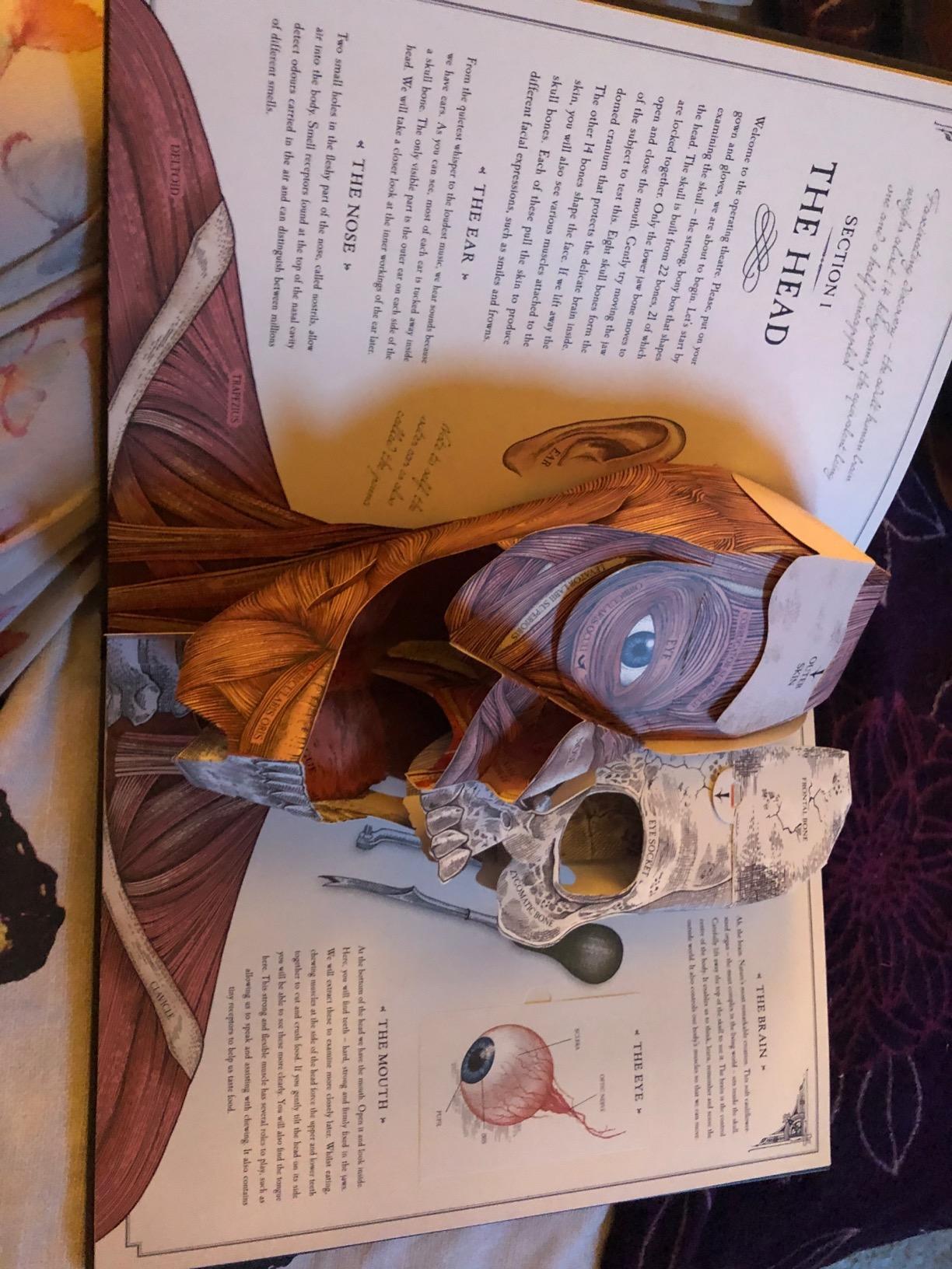 The Human Body: A Pop-Up Guide to Anatomy : Caldwell, Rachel, Walker ...