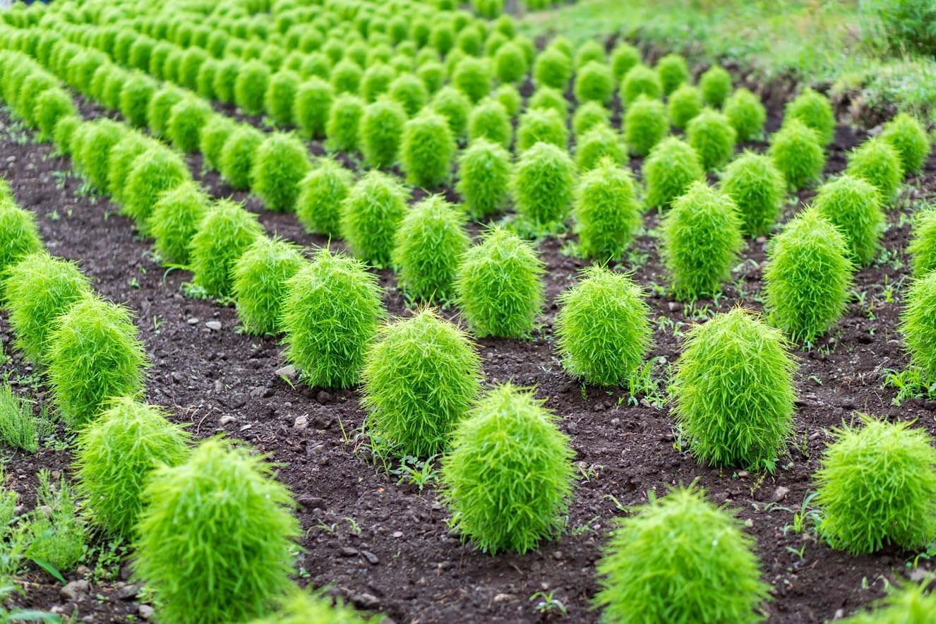 Amazon.com : Kochia Grass Seeds for Planting (100 Seeds) - Exotic ...