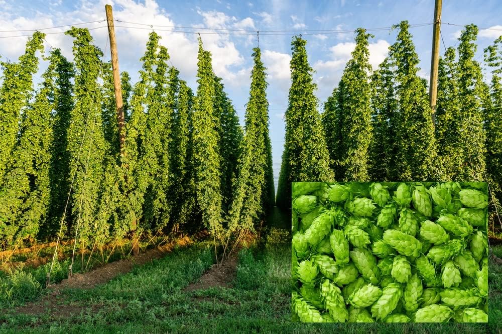 Amazon.com : Common Hops Seeds for Planting - 30 Seeds - Beer Hops ...