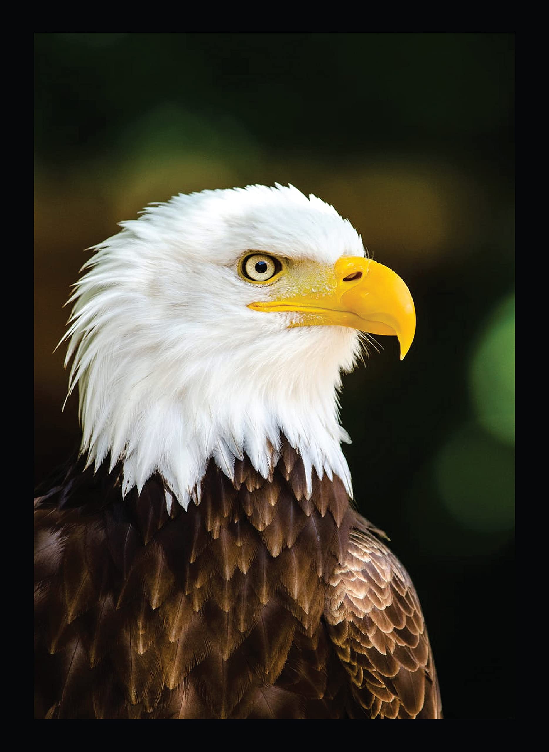 Beautiful Eagle Wallpaper