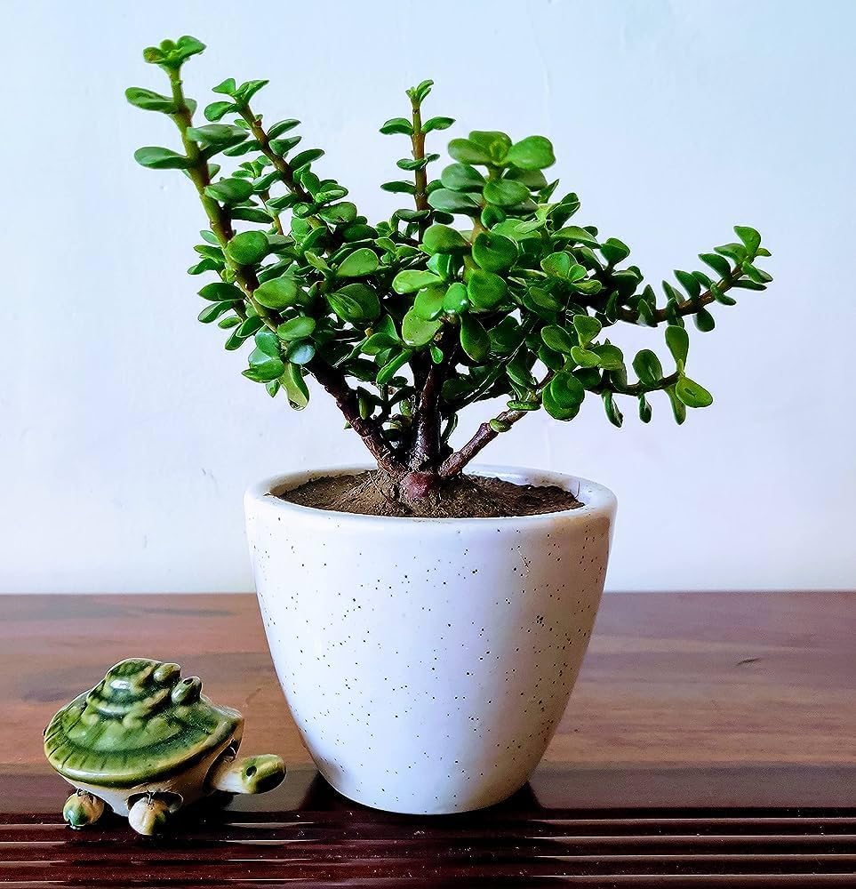 Jade plant indoor live plant big size, big size plant for indoor jade ...