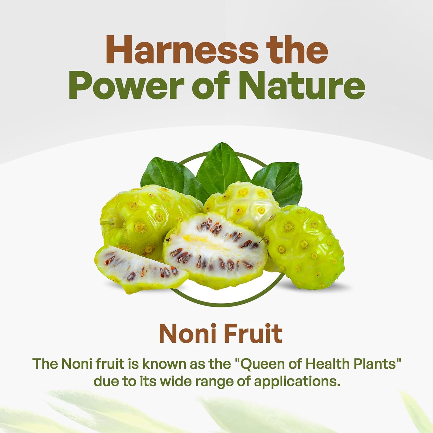 Go Nutra Noni – Polvo de frutas orgánico 51 Extracto puro de 1 lb (16 ...