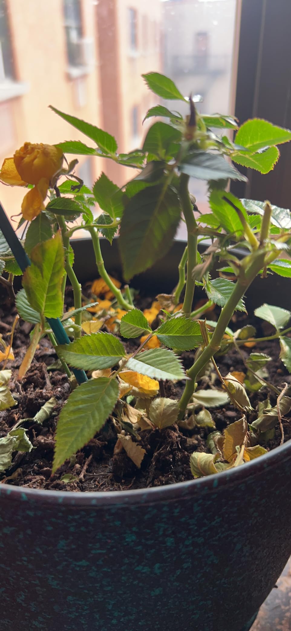 Amazon.com : Live 4" Mini Yellow Rose Bush with a Plastic Grow Pot ...