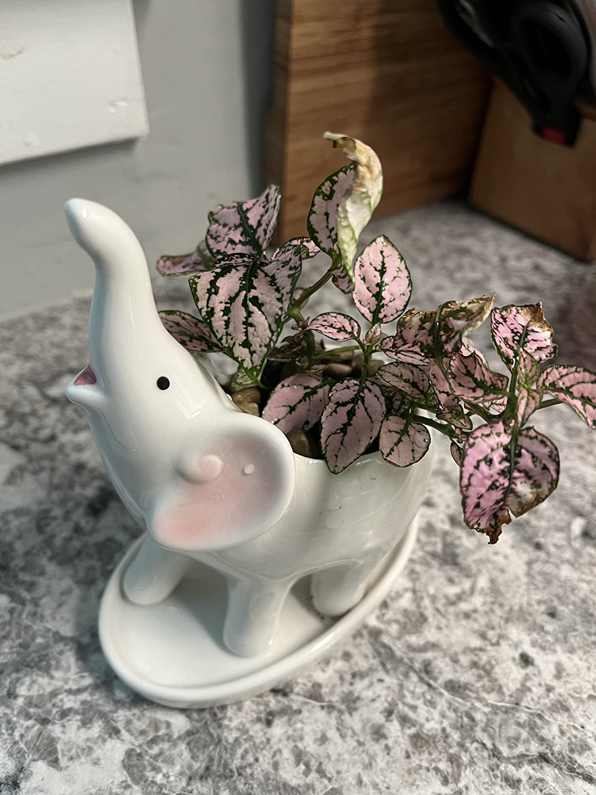 Amazon.com : Abomet Succulent Planter Pots,Ceramic Elephant Planters ...