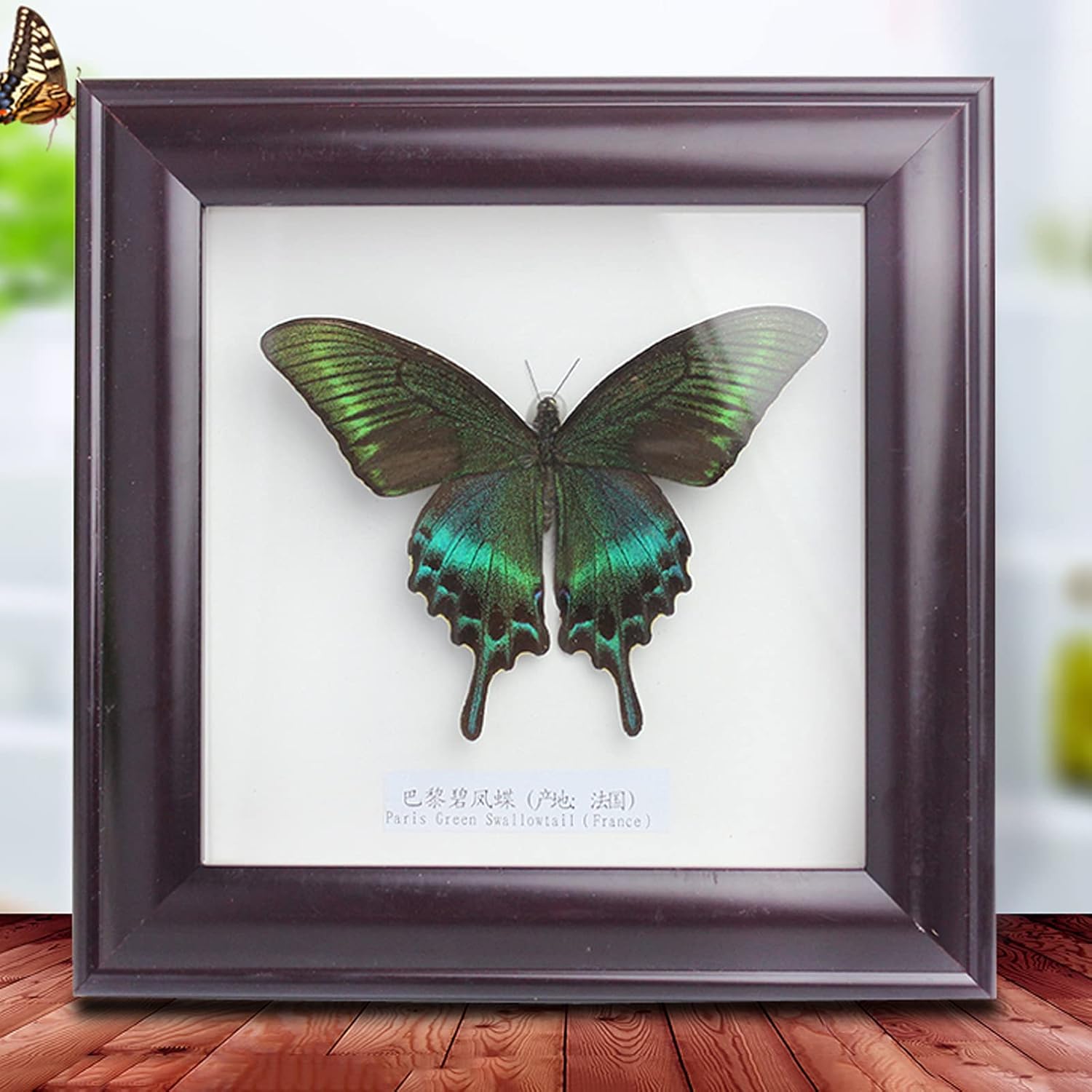 ABCCS Cadre Photo,Véritable Papillon Taxidermie encadré,spécimen de ...