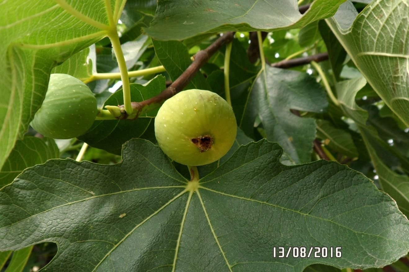 Grecian Fig Tree