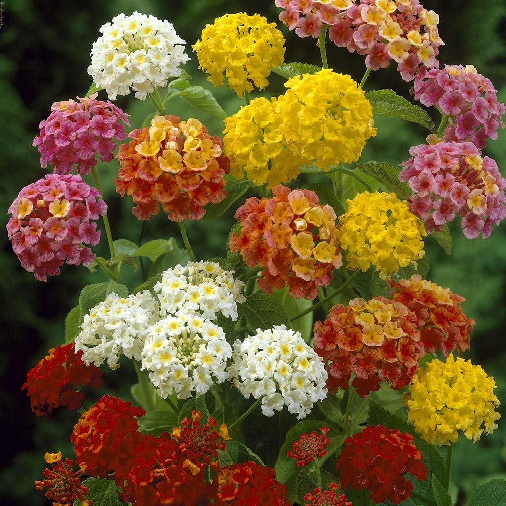 Lantana Plant Varieties Color Think You Know Lantana? Think Again!