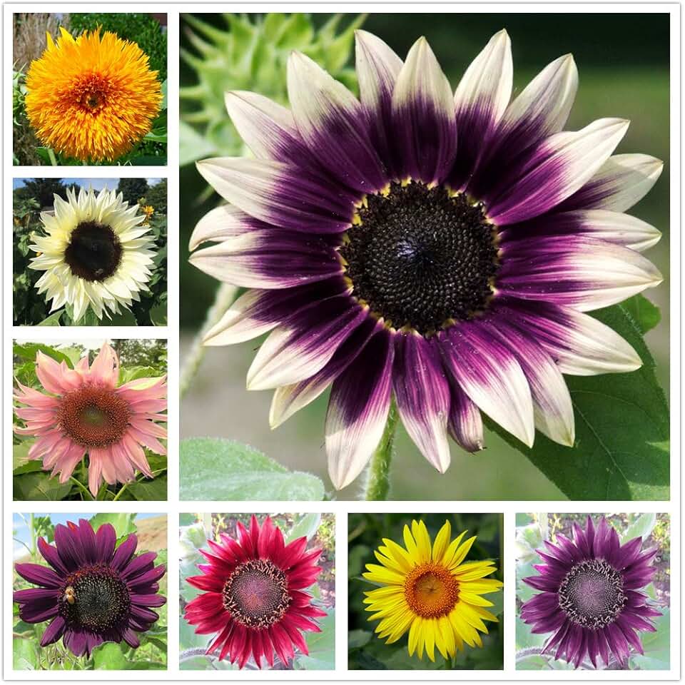 Amazon.ca: sunflower seeds