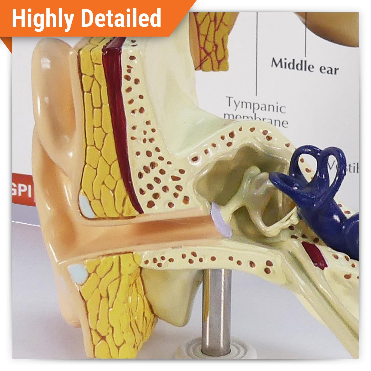 Snapklik.com : Ear Model, Replica Of A Normal Ear For Human Anatomy And ...