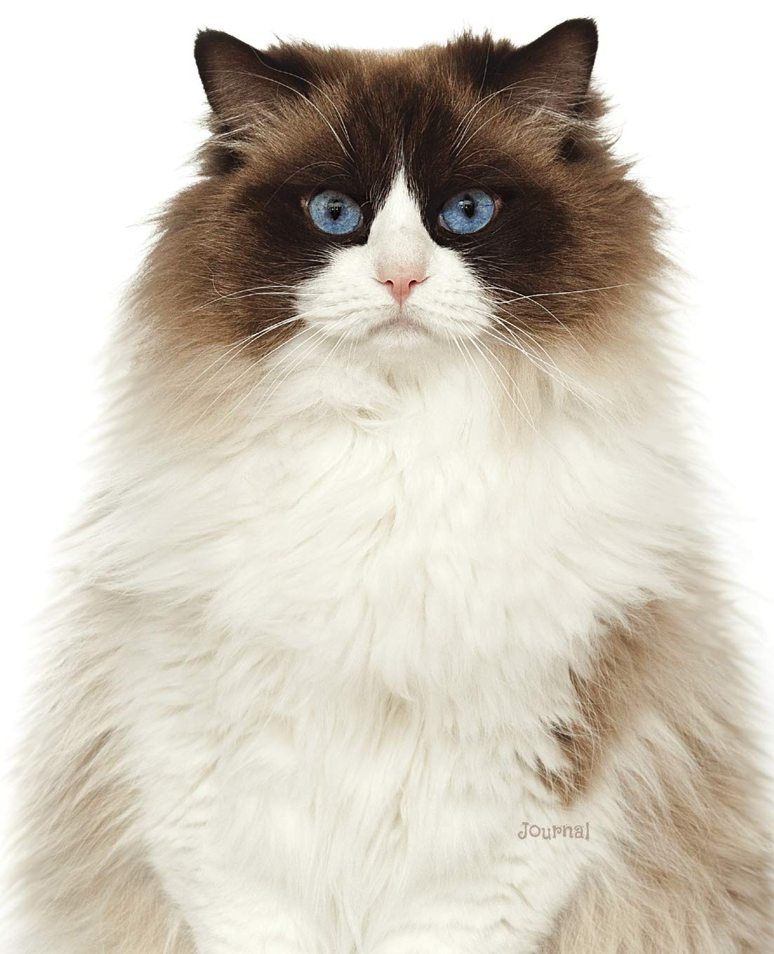 Journal: Ragdoll Cat Notebook: Publications, Dreamflight: 9781098513931 ...
