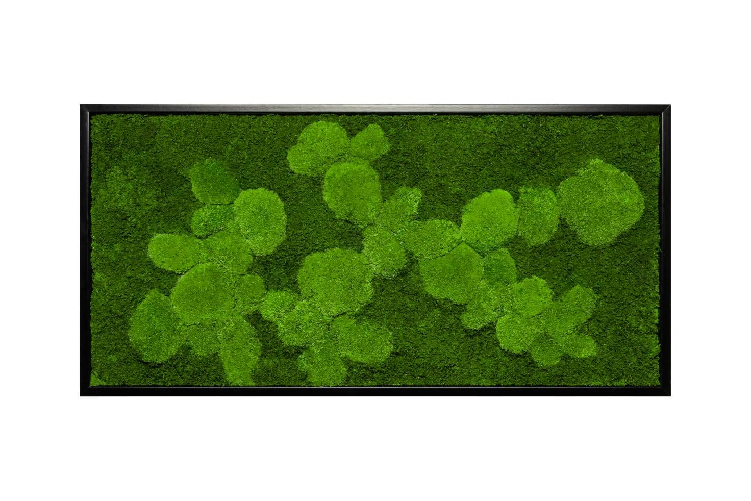 Moosbilder Wandgestaltung, Bild mit Moos und Bilderrahmen, Moosbild ...