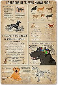 Amazon.com: ESETASOT Labrador Retriever Reference Guide Metal Sign ...