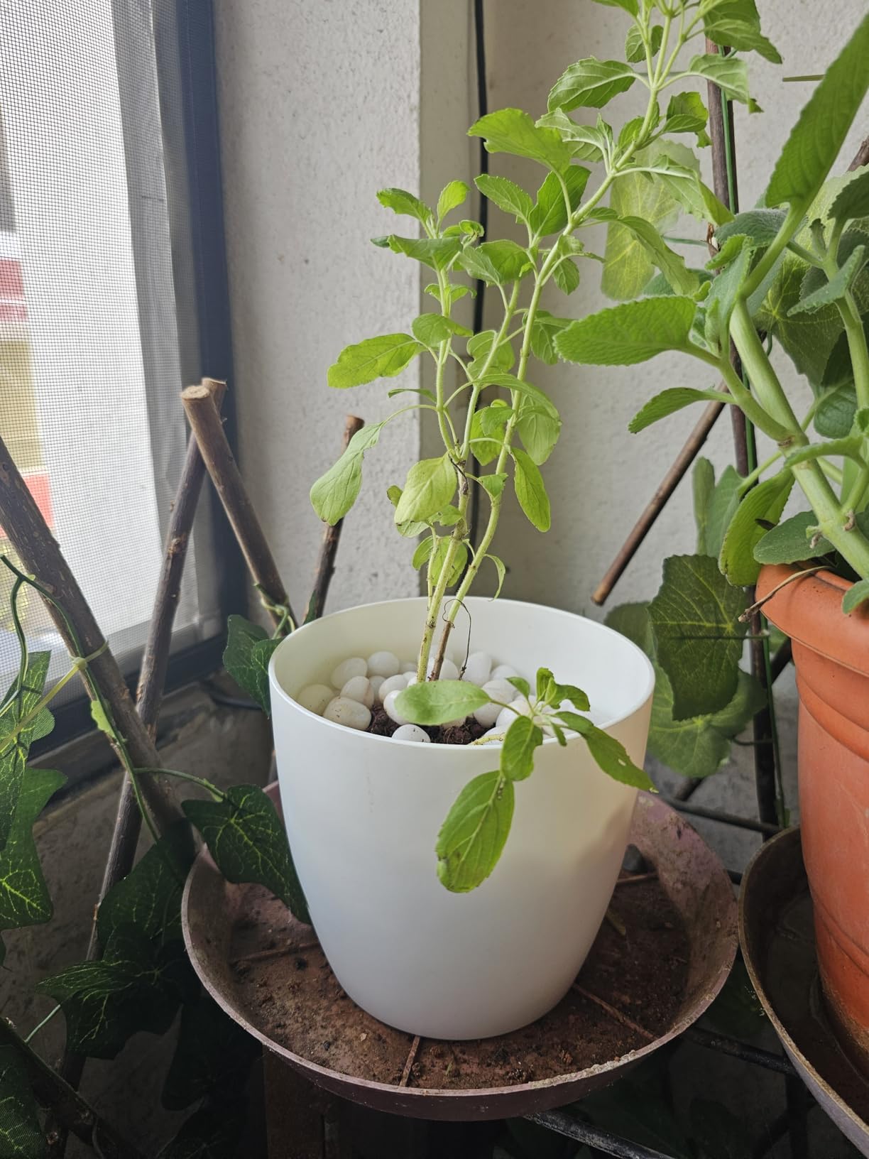 FlowerAura Decorative Tulsi Live Indoor Plant for Home, Office, Pooja ...