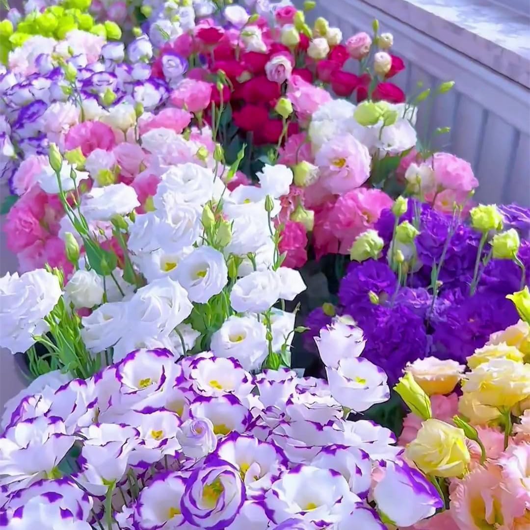 Amazon.com : 1000+ Lisianthus Seeds for Planting, Mixed Color Eustoma ...