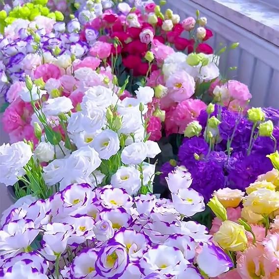 Amazon.com : 1000+ Lisianthus Seeds for Planting, Mixed Color Eustoma ...