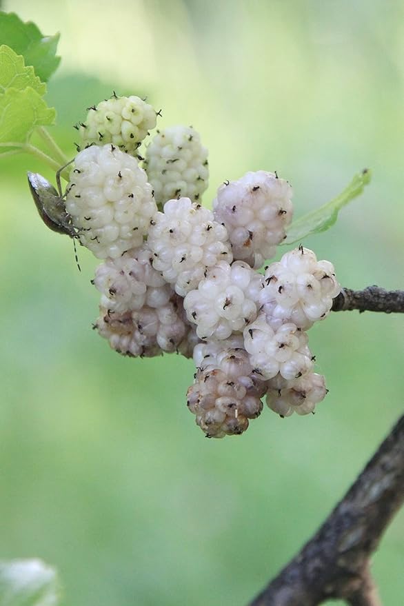 Albero di Gelso pianta di gelso frutto Bianco Età 2 anni già innestato ...