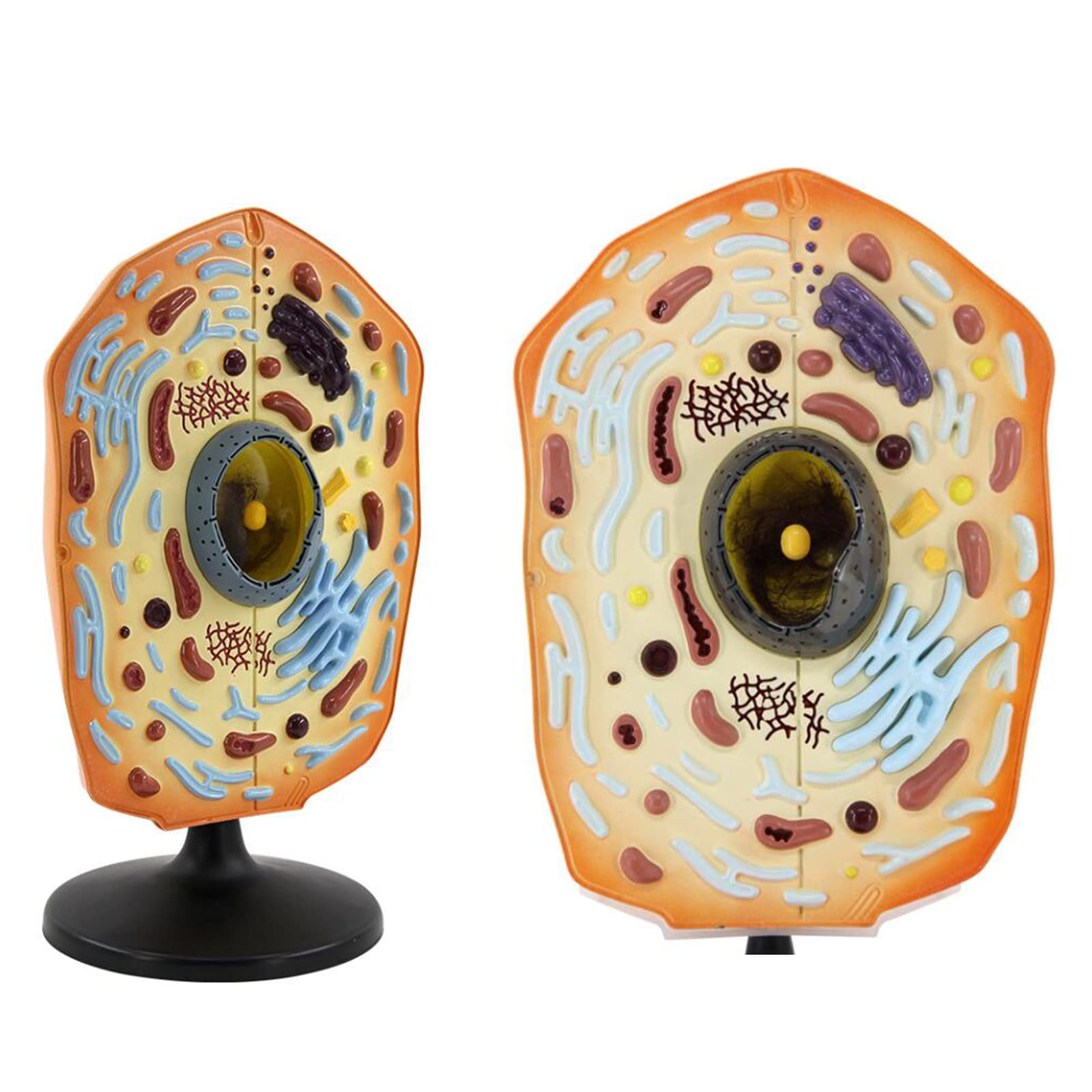 Buy Educational Animal Cell Model - Animal Cell Anatomy Model - for ...